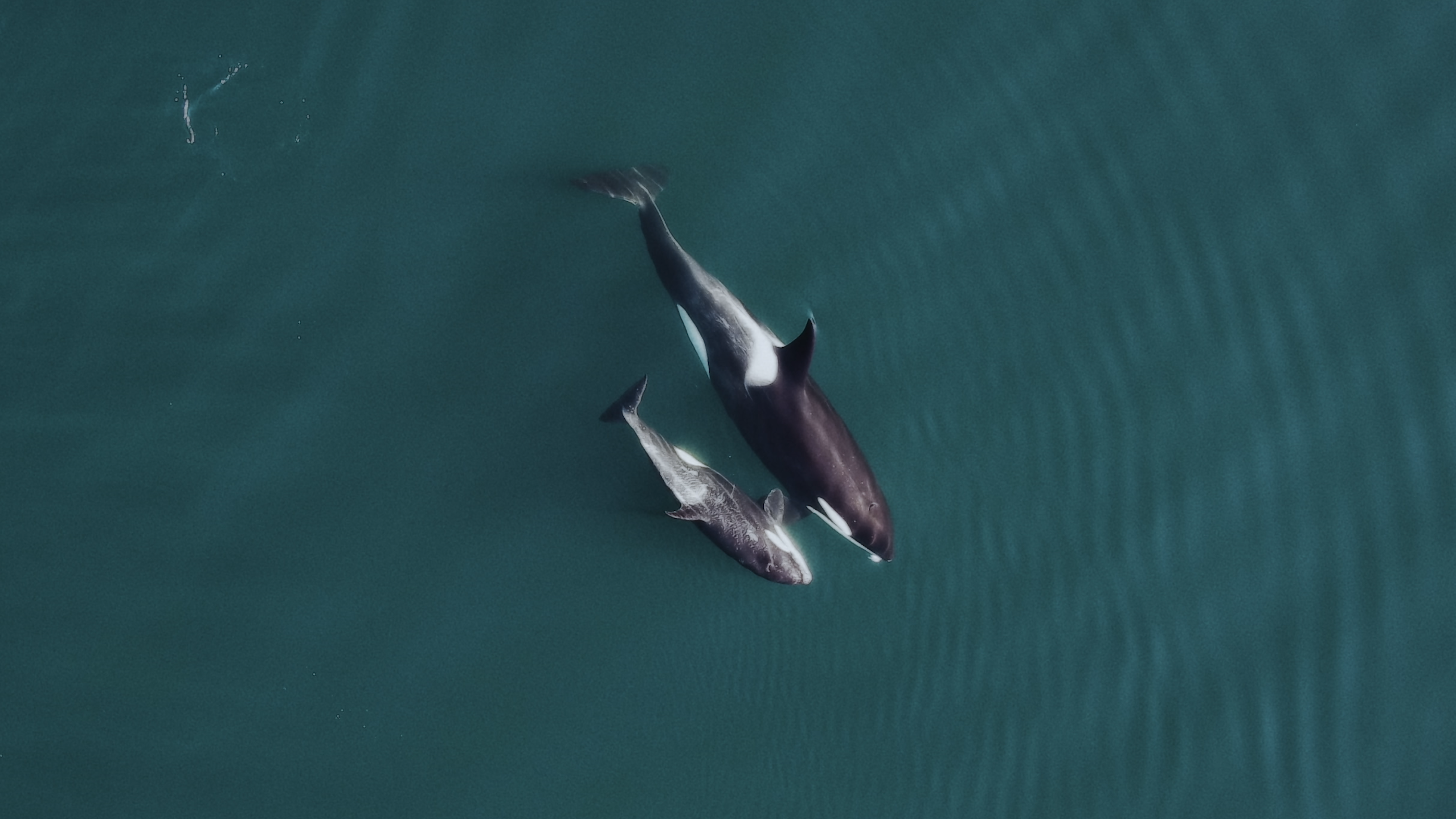 Coextinction | Kinema